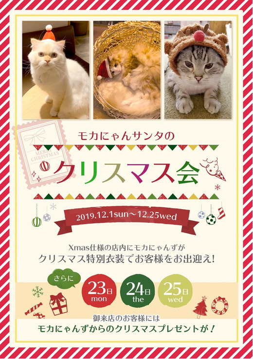 猫カフェ Mochaモカ｜東京 大阪 他 全国15店舗展開